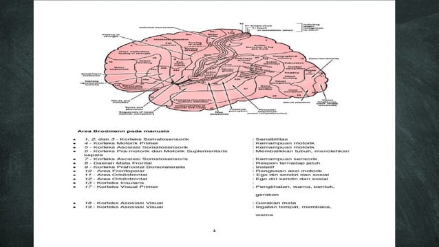 Sistem Persarafan Susunan Saraf Pusat.pptx
