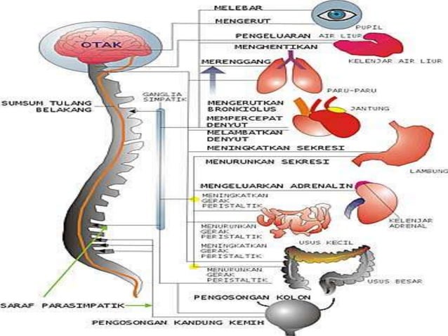 SISTEM PERSEPSI SENSORI - 2. SISTEM SARAF.ppt