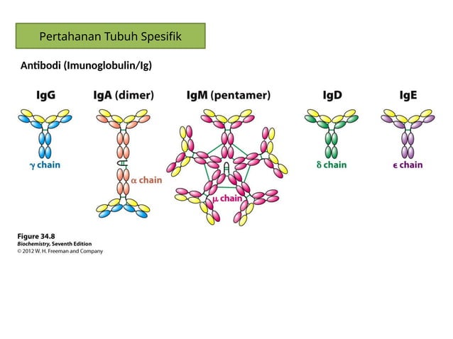 PPT Materi Sistem Pertahanan Tubuh pada Manusia | PPTX