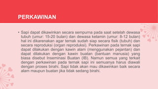 Sistem produksi daging sapi | PPTX