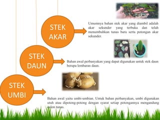 Sistem Produksi Tanaman Hias | PPTX