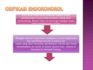 Sistem rangka | PPTX