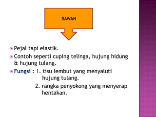 Sistem rangka | PPTX