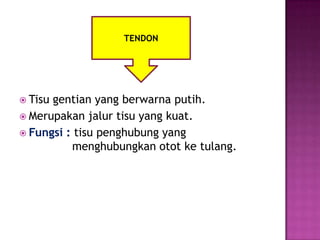 Sistem rangka | PPTX
