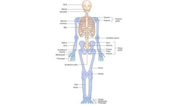 Sistem rangka | PPTX