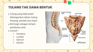 sistem rangka rangka bukan dan rangka.pptx