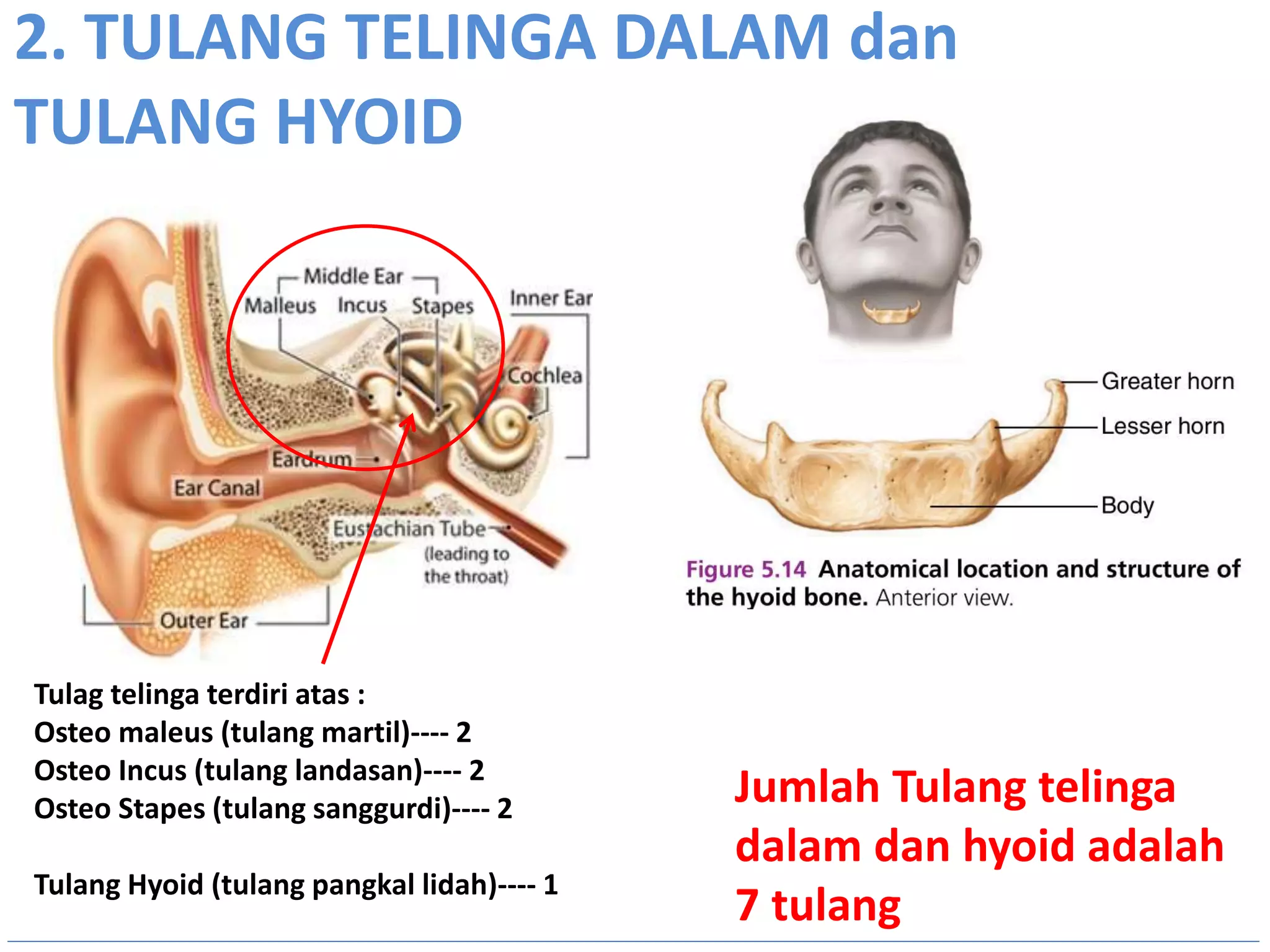 Sistem rangka--susunan rangka manusia | PPTX