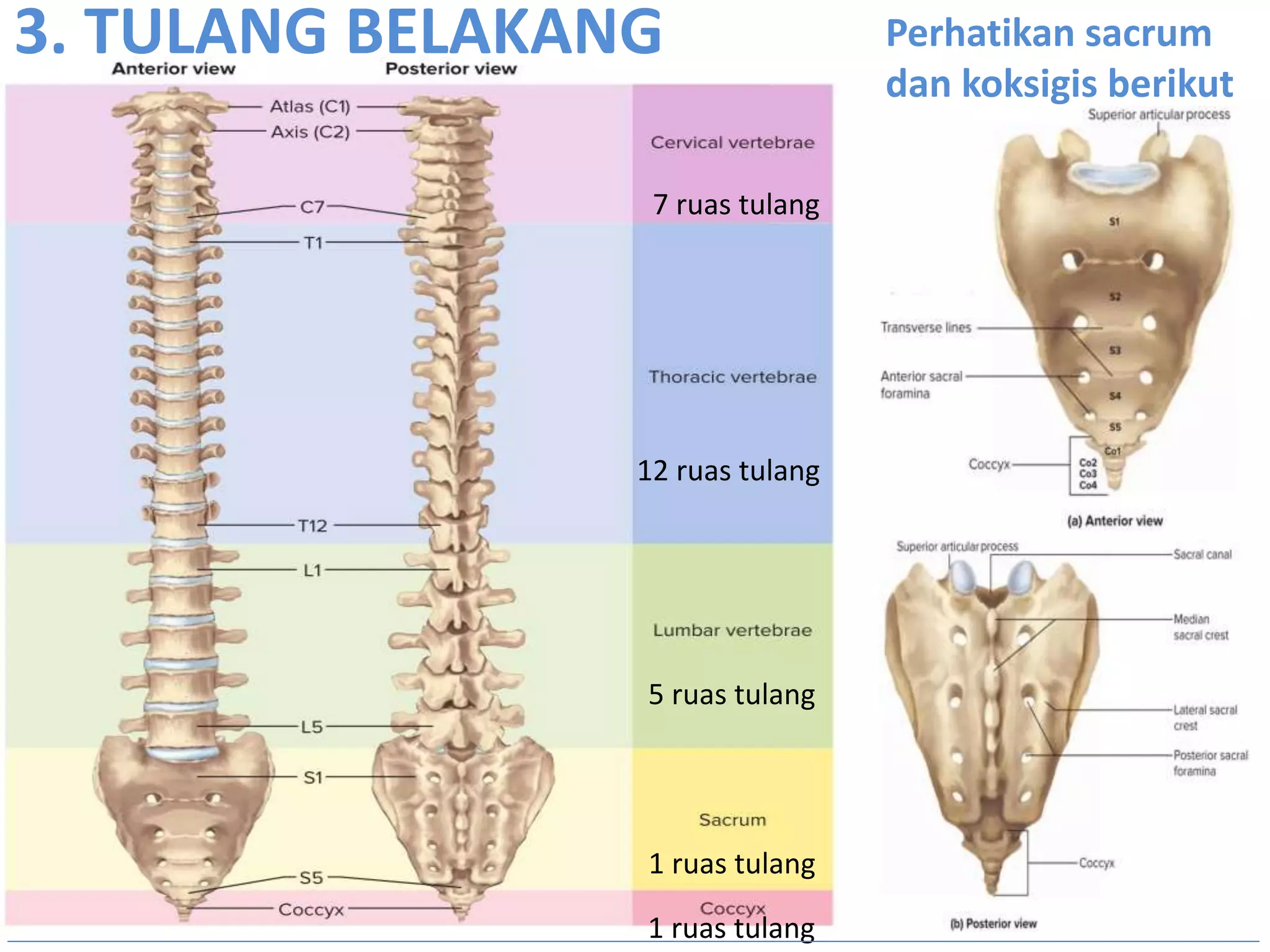 Sistem rangka--susunan rangka manusia | PPTX
