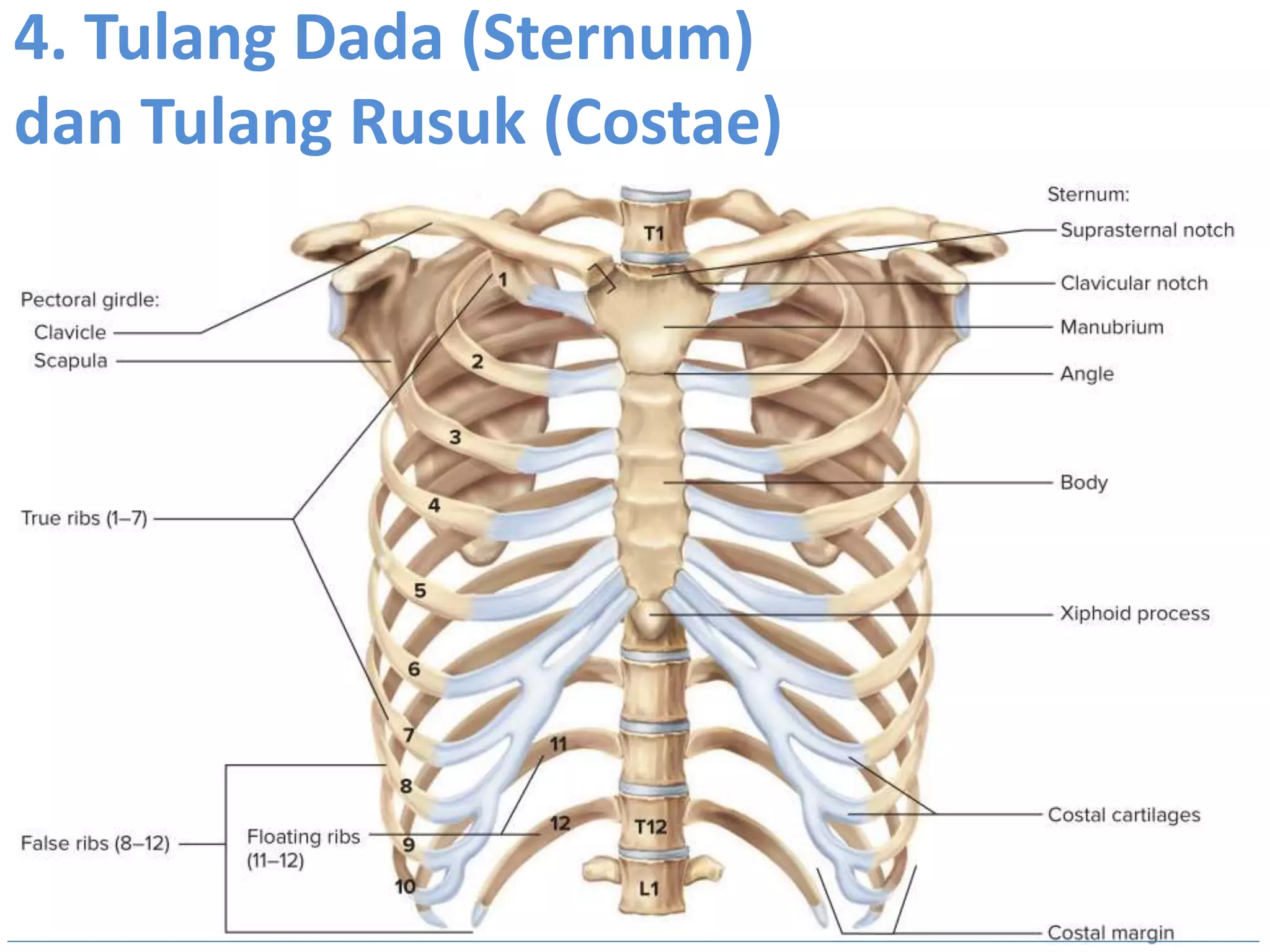 Sistem rangka--susunan rangka manusia | PPTX