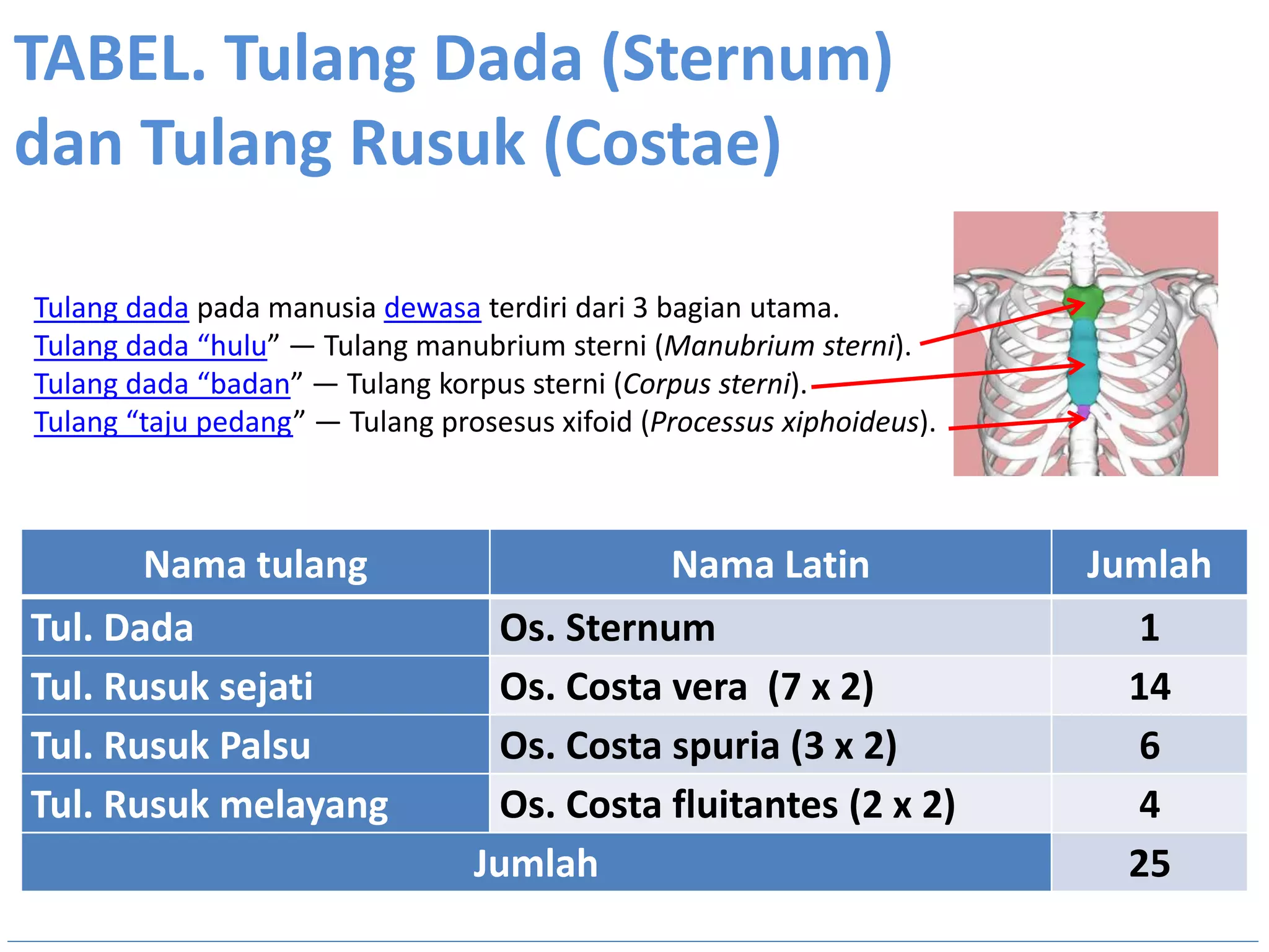 Sistem rangka--susunan rangka manusia | PPTX