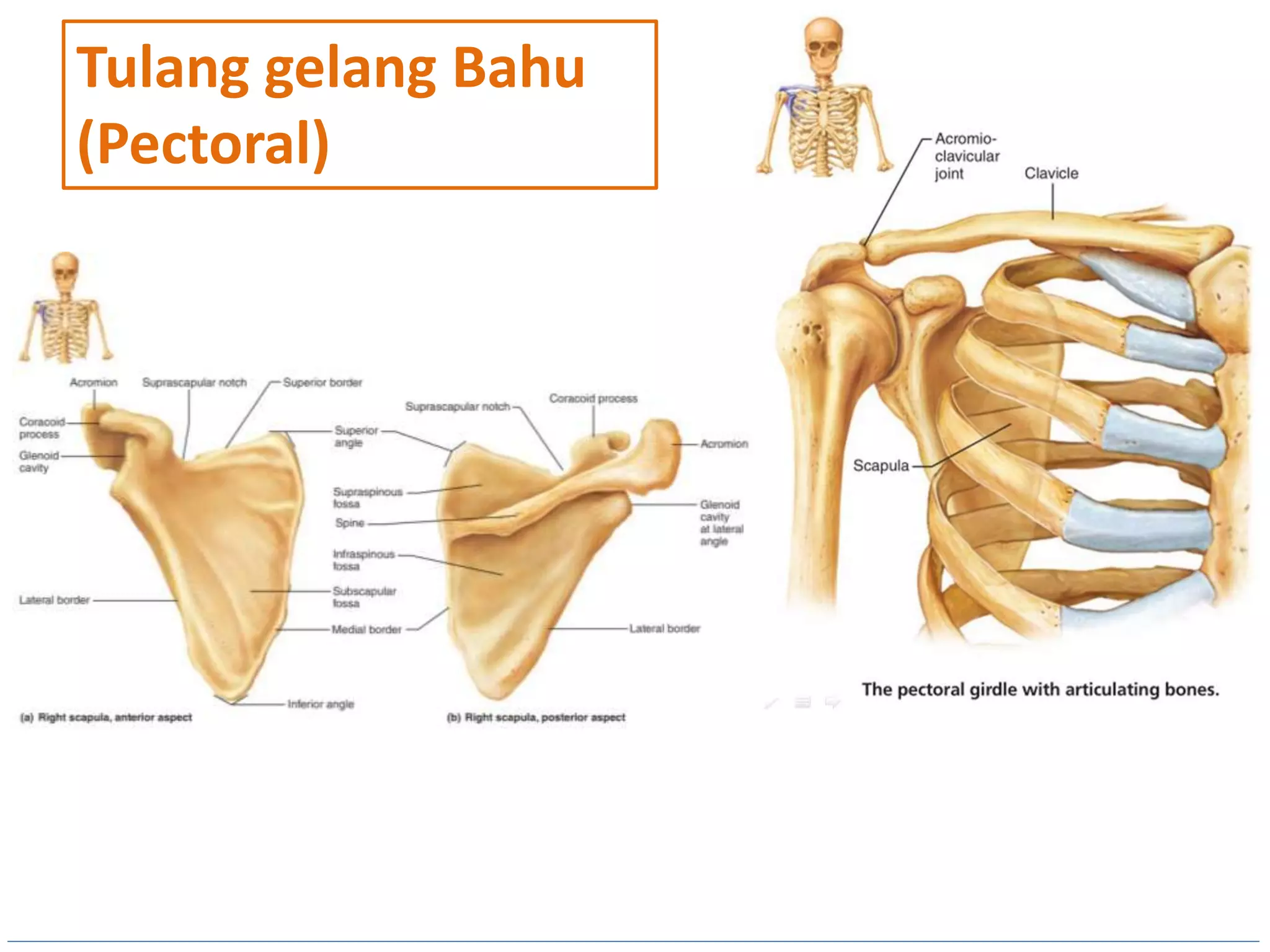 Sistem rangka--susunan rangka manusia | PPTX