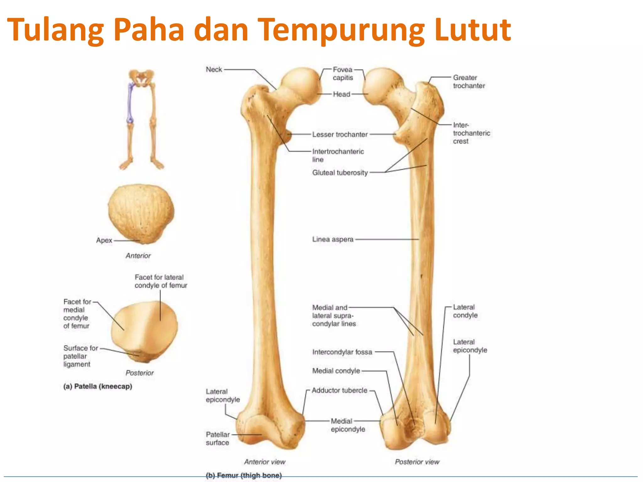 Sistem rangka--susunan rangka manusia | PPTX