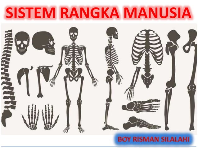 Sistem rangka--susunan rangka manusia | PPTX