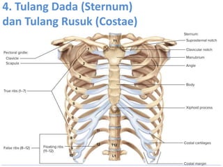 Sistem rangka--susunan rangka manusia | PPTX