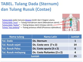Sistem rangka--susunan rangka manusia | PPTX