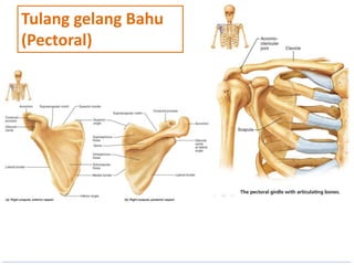 Sistem rangka--susunan rangka manusia | PPTX