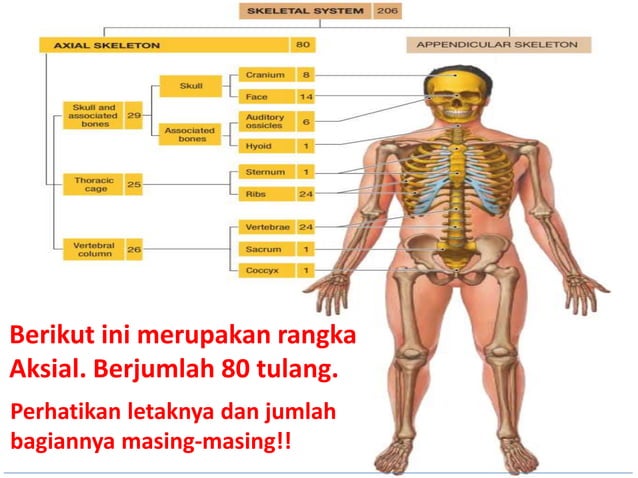 Sistem rangka--susunan rangka manusia | PPTX