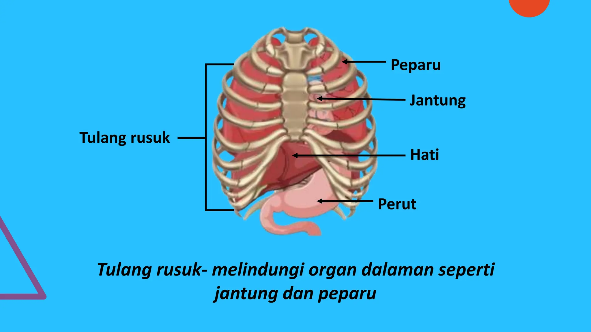 SISTEM RANGKA MANUSIA TAHUN 5 20241.pptx