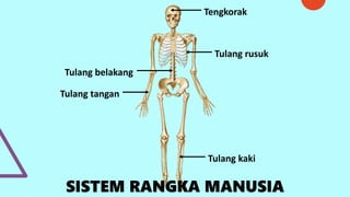 SISTEM RANGKA MANUSIA TAHUN 5 20241.pptx