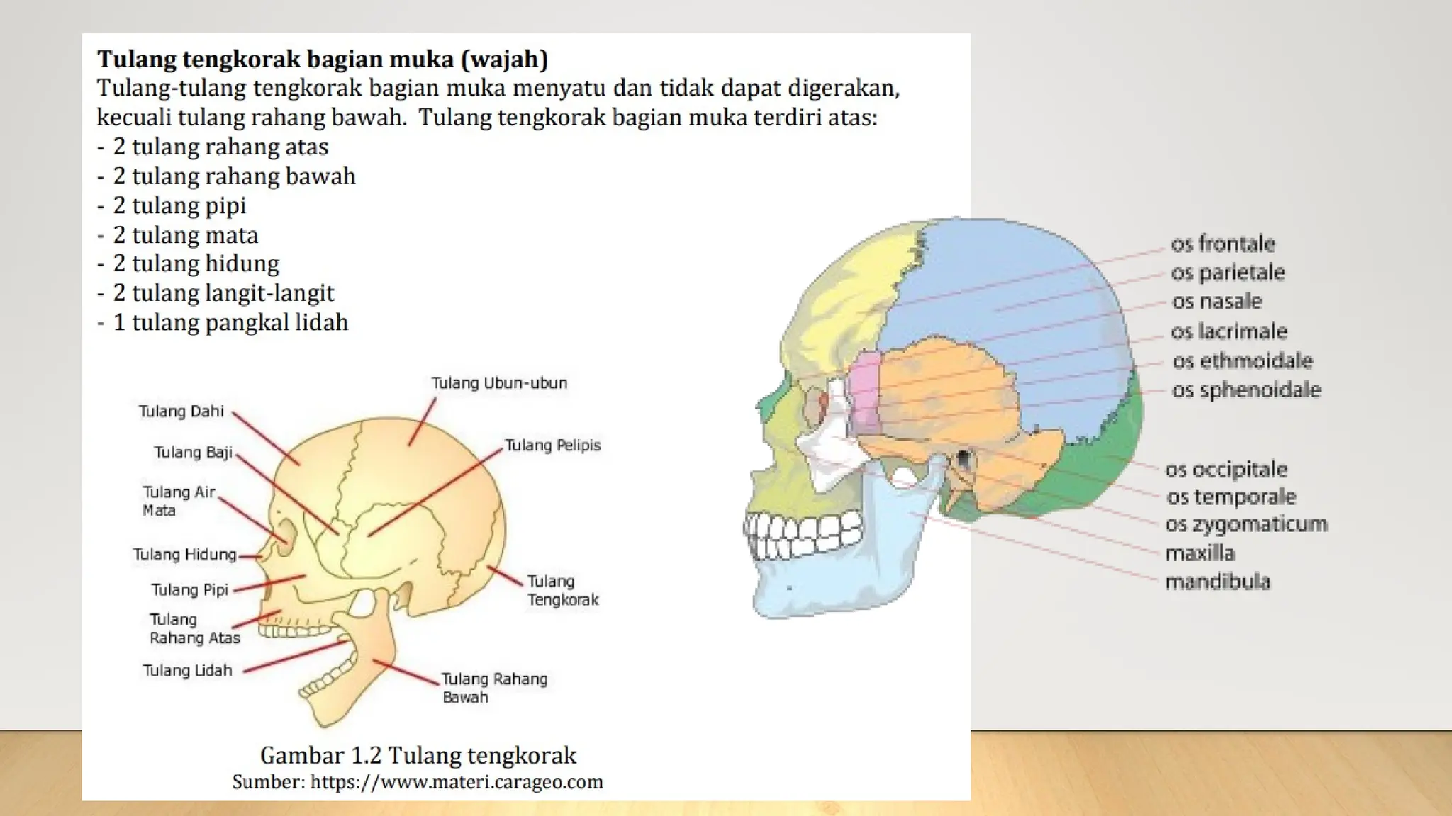Sistem Rangka Manusia kelas 11 SMA .pptx