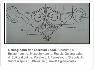 SISTEM RANGKA PADA REPTIL.pptx