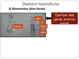 SISTEM RANGKA PADA REPTIL.pptx
