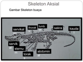 SISTEM RANGKA PADA REPTIL.pptx