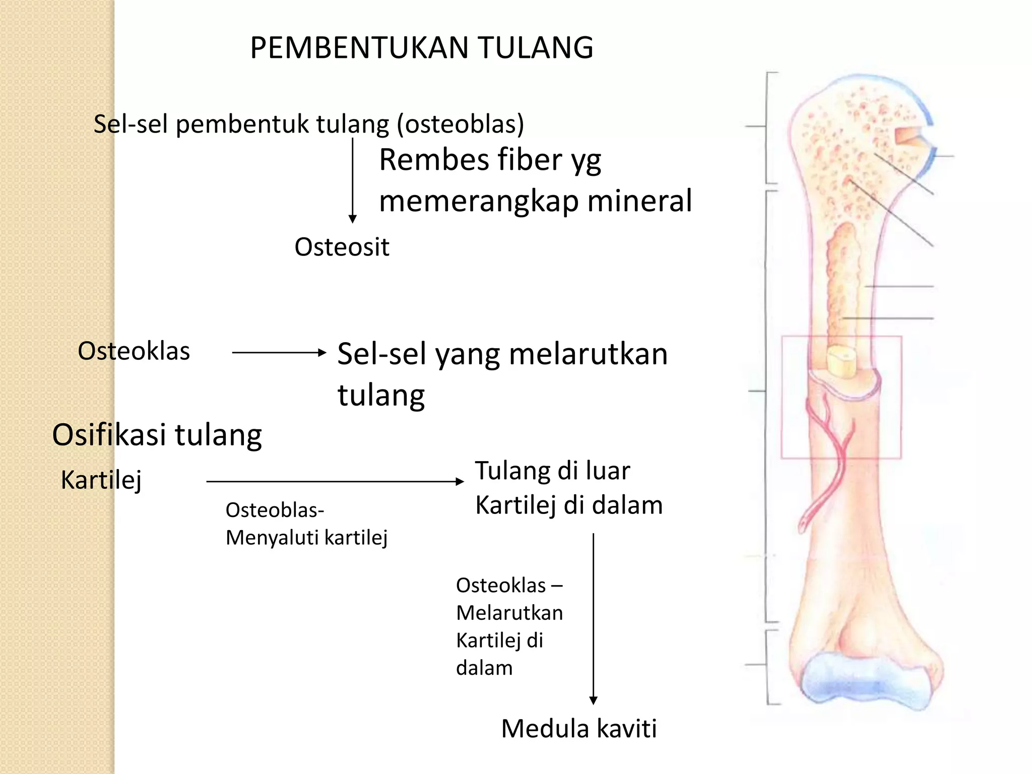 Sistem rangka pro mahes n 1 | PPTX
