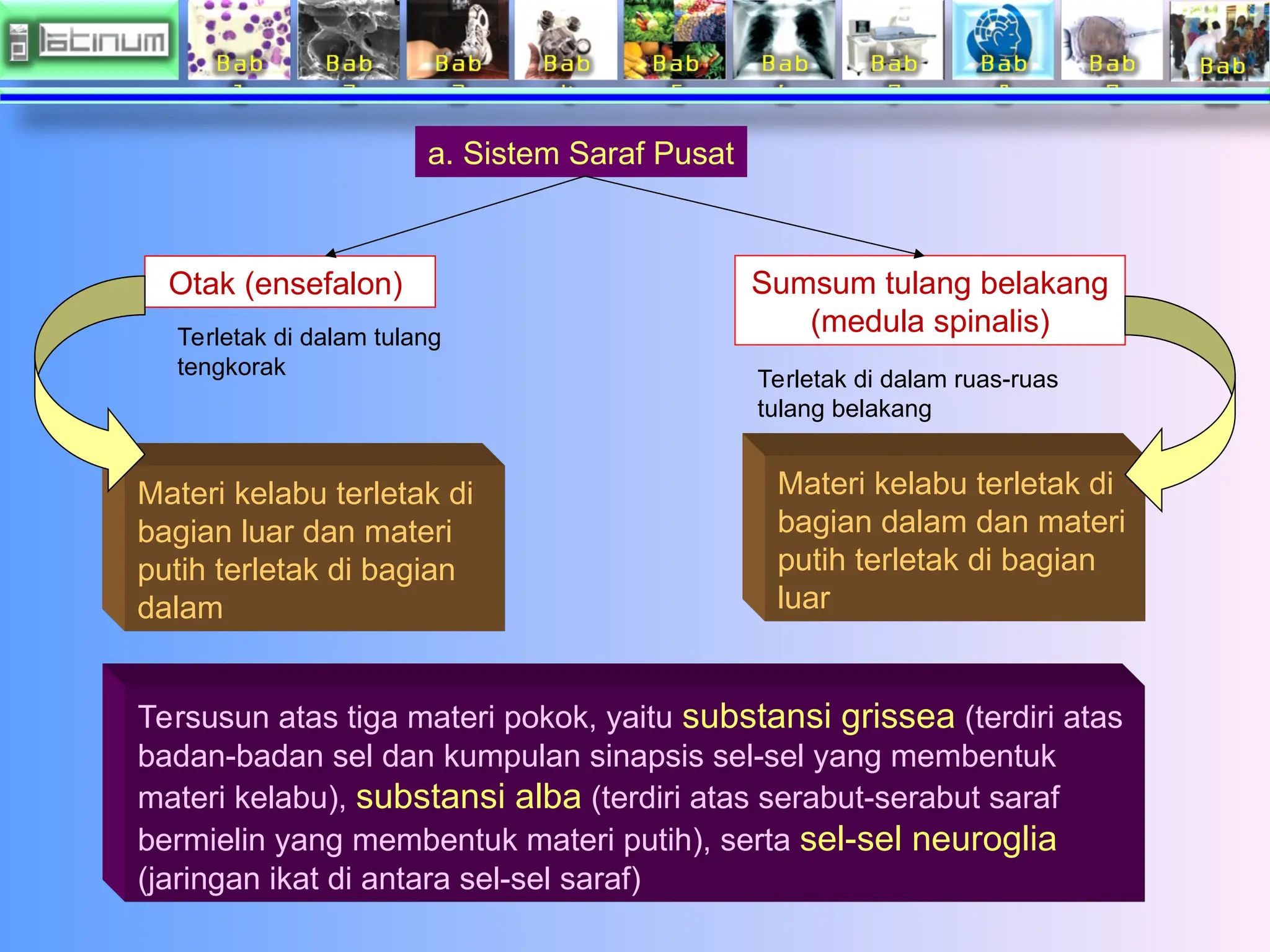 sistem regulasi biologi sma (kelas xi).ppt