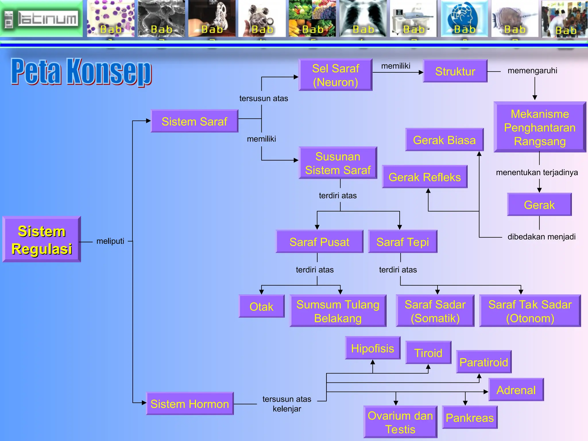 sistem regulasi biologi sma (kelas xi).ppt