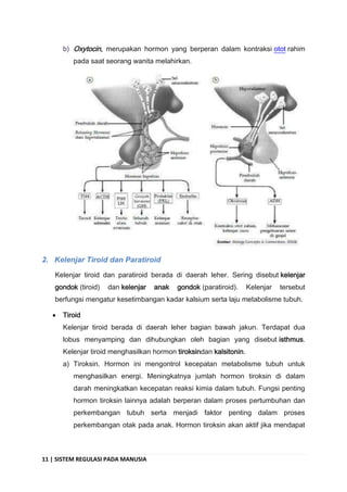 Sistem regulasi pada manusia | DOCX