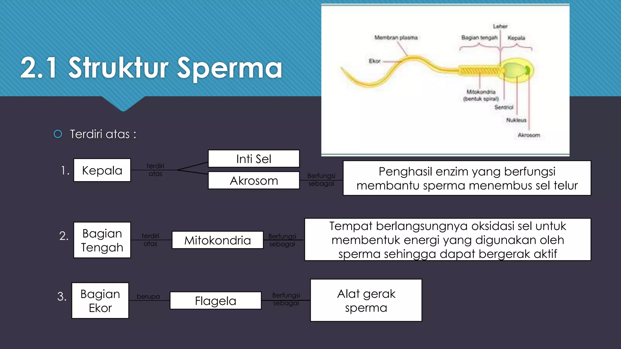 Biologi Kelas 9 - Sistem Reproduksi pada Manusia | PPTX