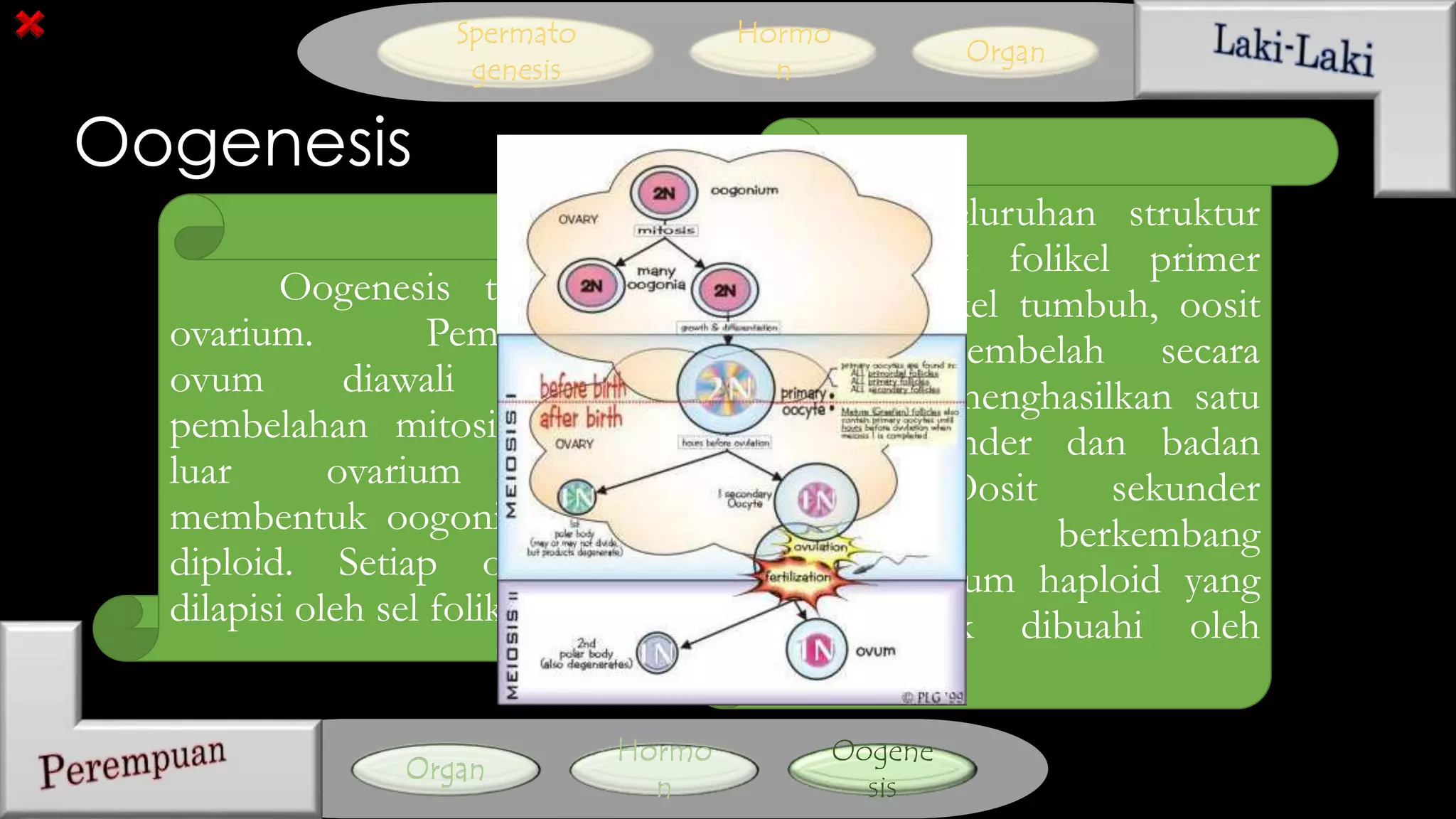 Sistem Reproduksi | PPTX