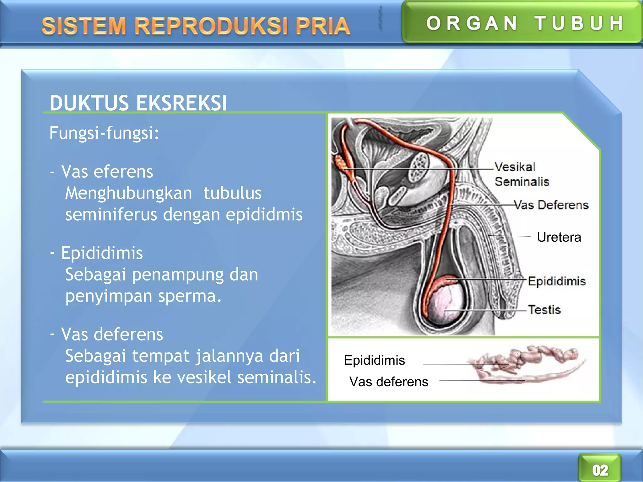 Sistem reproduksi | PPT