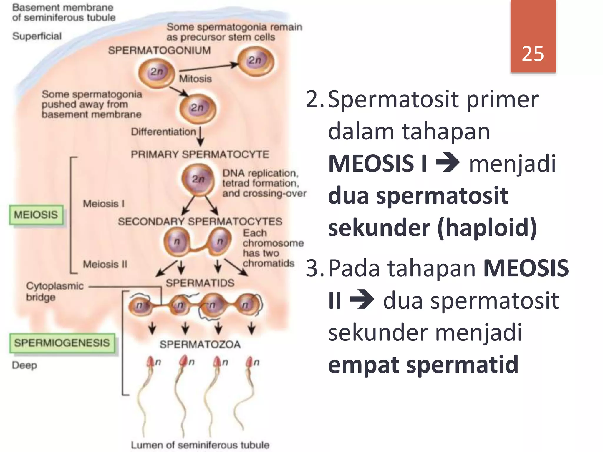 Anatomi dan Fisiologi Sistem reproduksi | PPTX