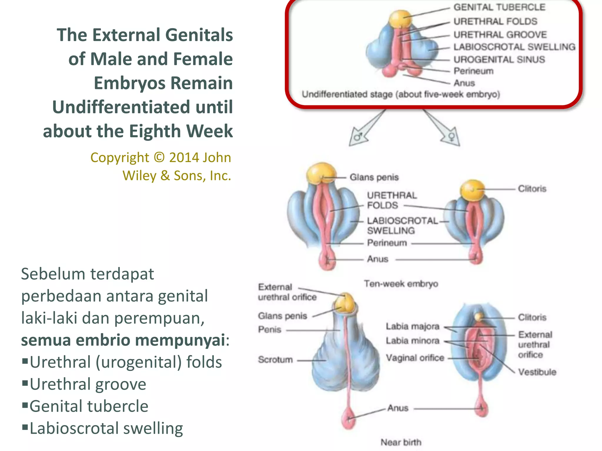 Anatomi dan Fisiologi Sistem reproduksi | PPTX