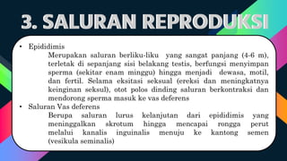Sistem Reproduksi Manusia | PPTX
