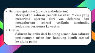 Sistem Reproduksi Manusia | PPTX
