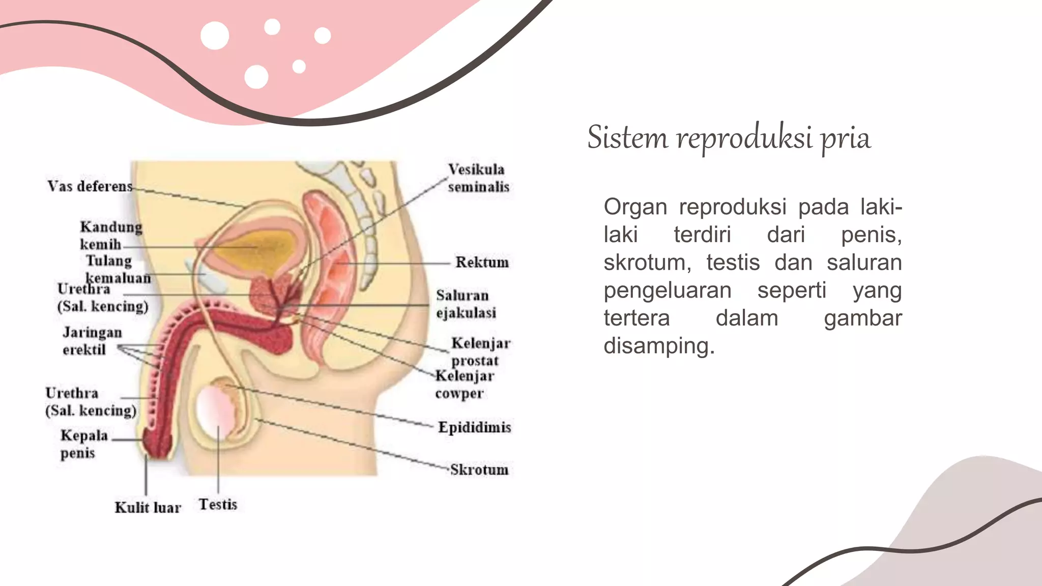 sistem reproduksi.pptx