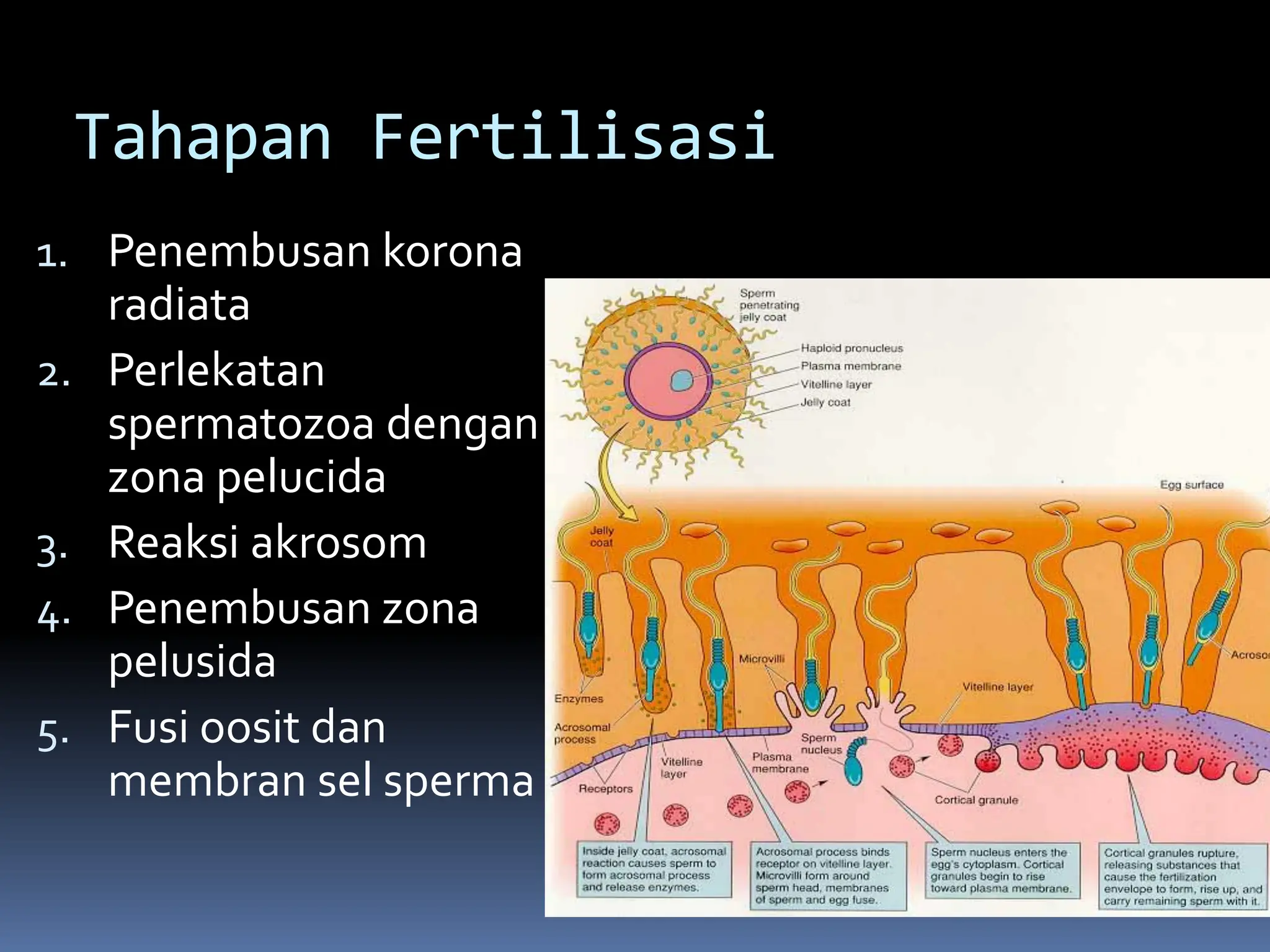 Sistem reproduksi mata kuliah biologi manusia | PDF