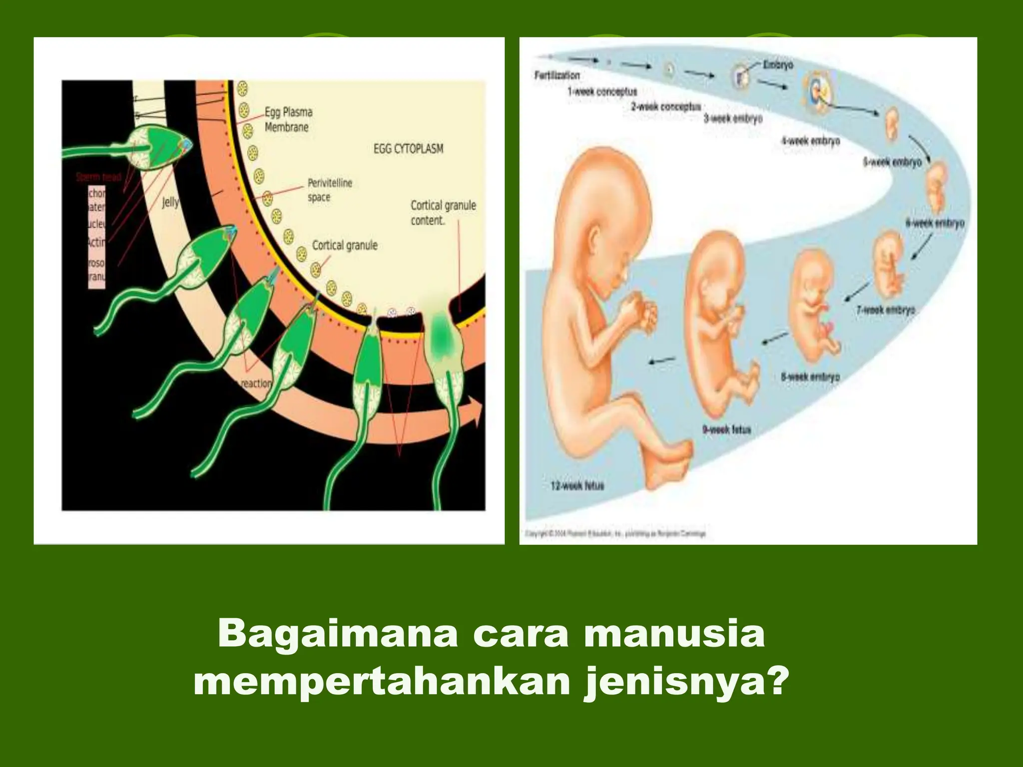 SISTEM REPRODUKSI PADA MANUSIA KELAS XI. | PPT