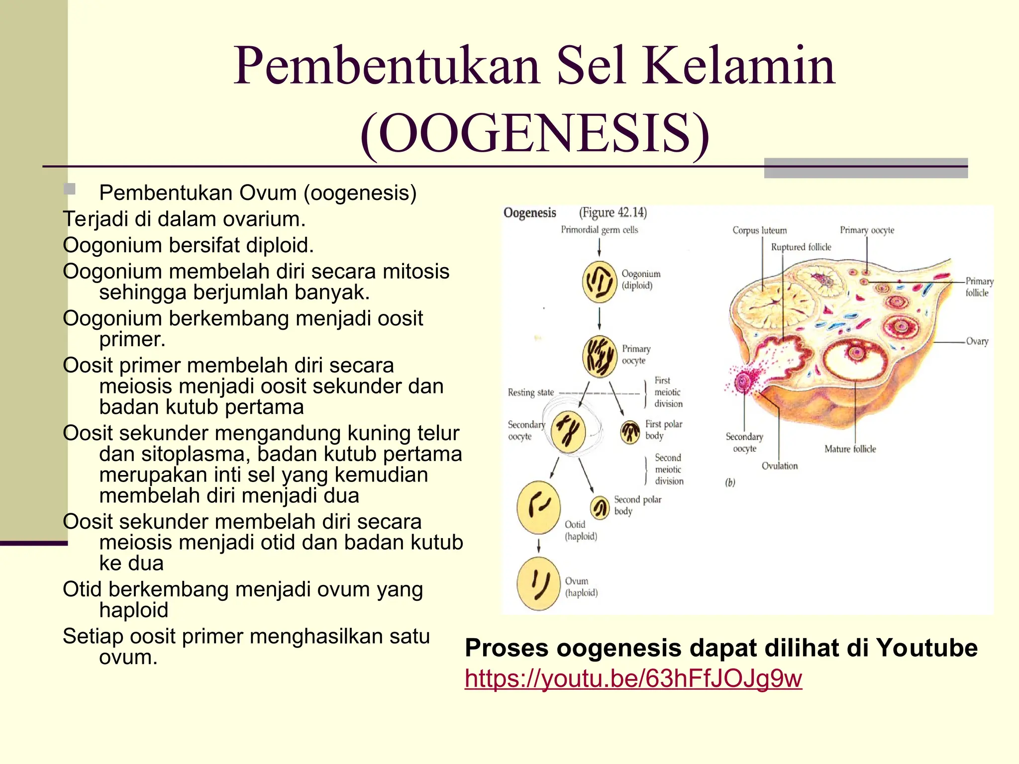 SISTEM REPRODUKSI pada manusia pada sistem reproduksi | PPT