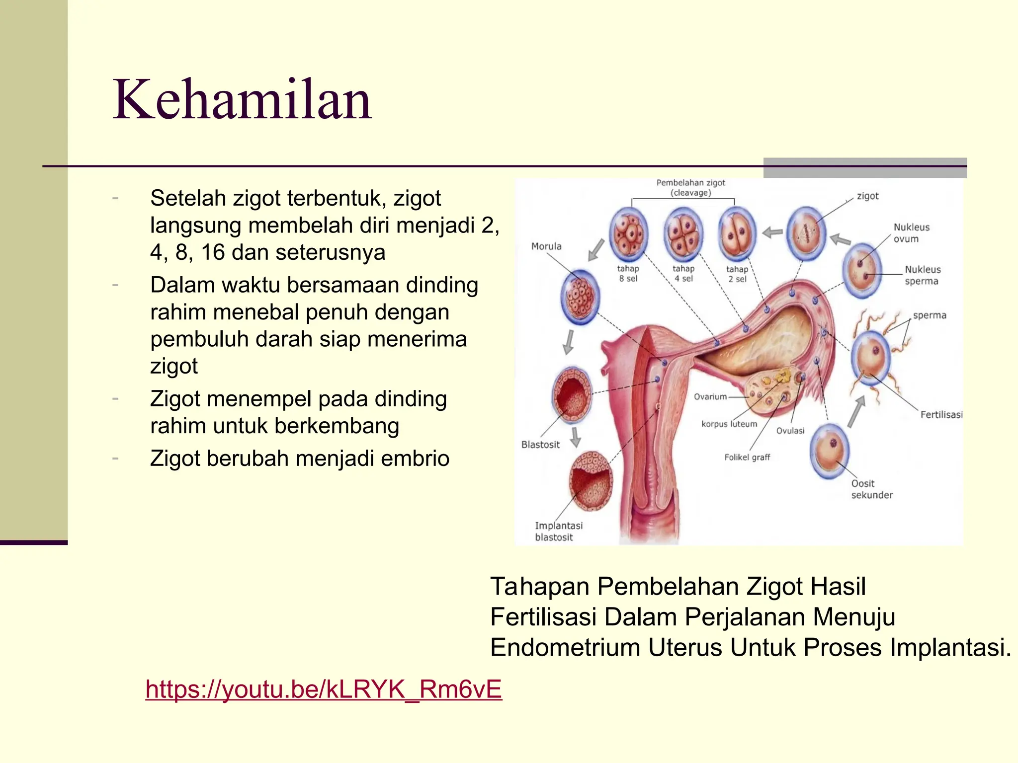 SISTEM REPRODUKSI pada manusia pada sistem reproduksi | PPT