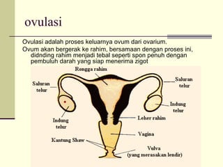 SISTEM REPRODUKSI pada manusia pada sistem reproduksi | PPT