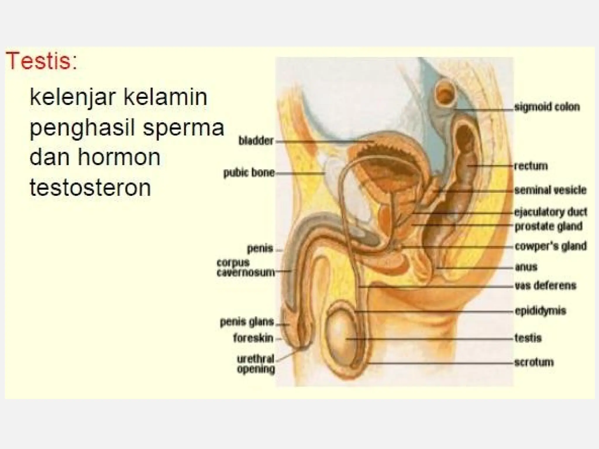 anatomi dan fisiologi Sistem Reproduksi.pptx