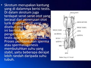 Sistem reproduksi2 | PPTX