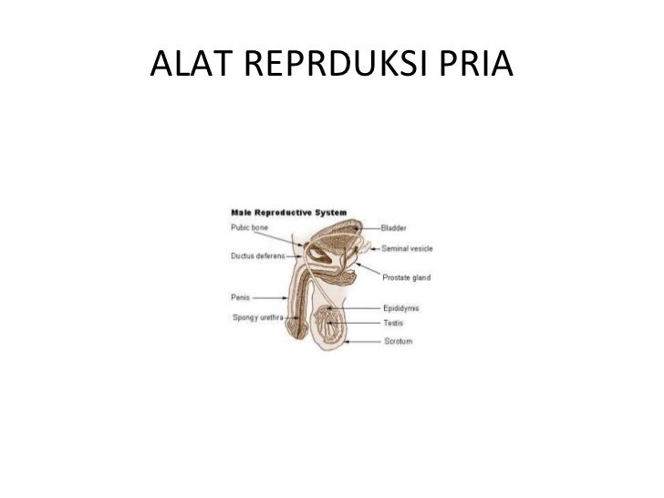 Sistem reproduksi 3