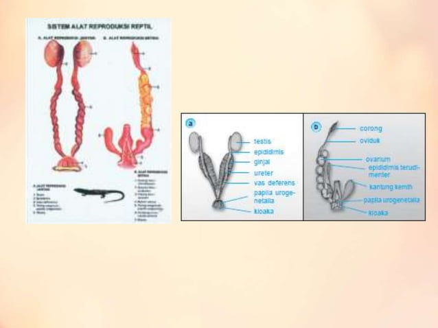 Sistem reproduksi | PPTX