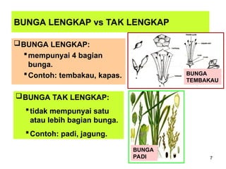SISTEM REPRODUKSI DAN STRUKTUR GENETIK POPULASI TANAMAN.ppt