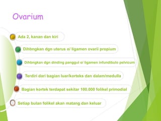 Sistem Reproduksi Dila (2).pptx